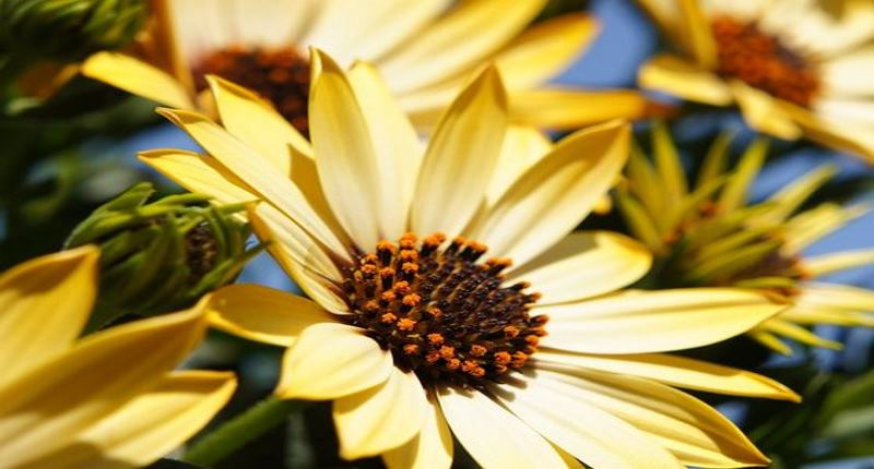 This Flower Test Will Tell Us How You Really Feel Today - Namastest
