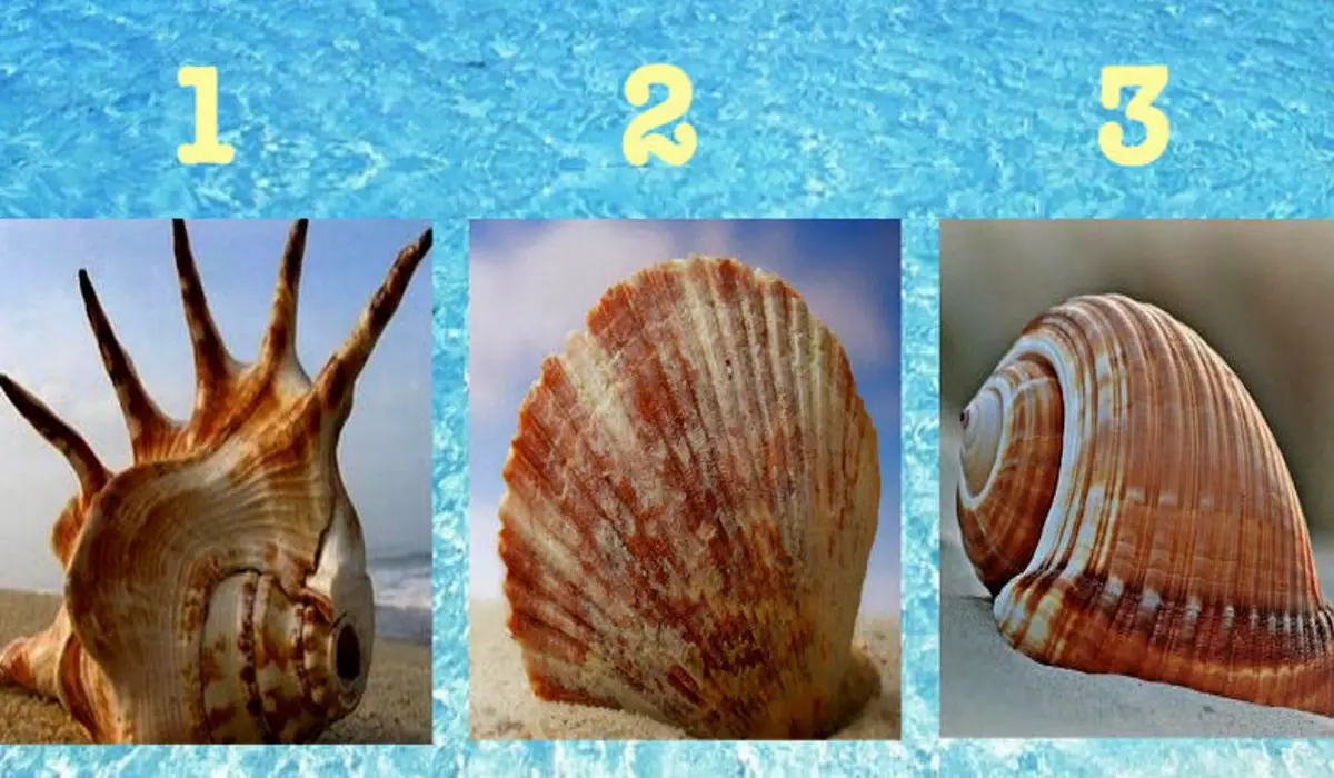 Choose the Shell you Prefer and Listen to its Story About Your ...