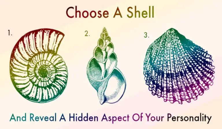Each Shell Represents A Hidden Aspect Of Your Personality - Namastest