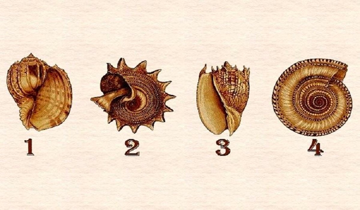 Choose Your Favorite Seashell To Reveal Your Deepest Secrets - Namastest
