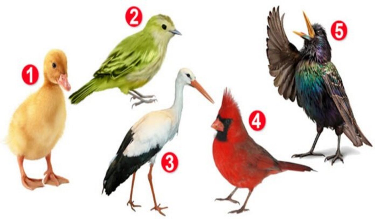 Choose a Bird and Discover Something Interesting About Your Personality ...