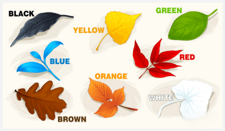 Eight Autumn Leaves That Help People Understand Your Personality Better ...