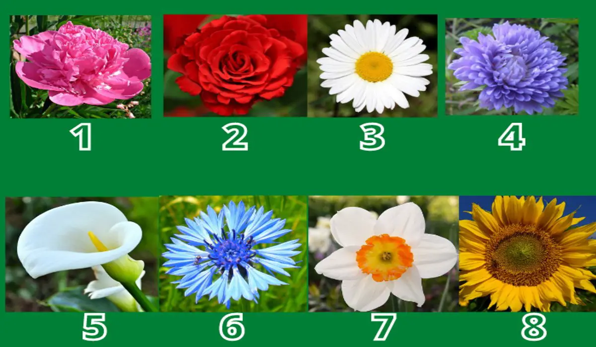 Discover Your Strengths by Choosing a Flower You Like Most - Namastest